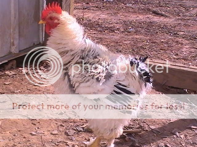 Standard frizzle cochins? | BackYard Chickens - Learn How to Raise Chickens