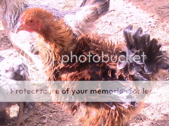 Frizzle Standard Cochin Rooster for sale -GA- pick up only | BackYard Chickens - Learn How to ...
