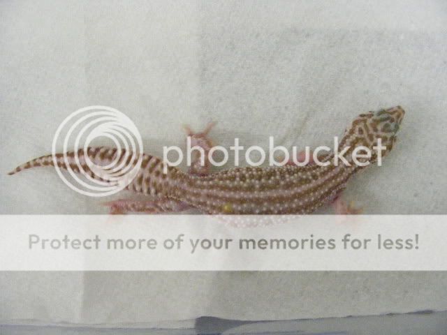 Cheap leopard geckos for sale | Reptile Forums