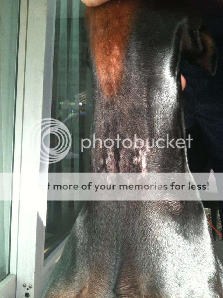 Skin Problems | Doberman Forum : Doberman Breed Dog Forums