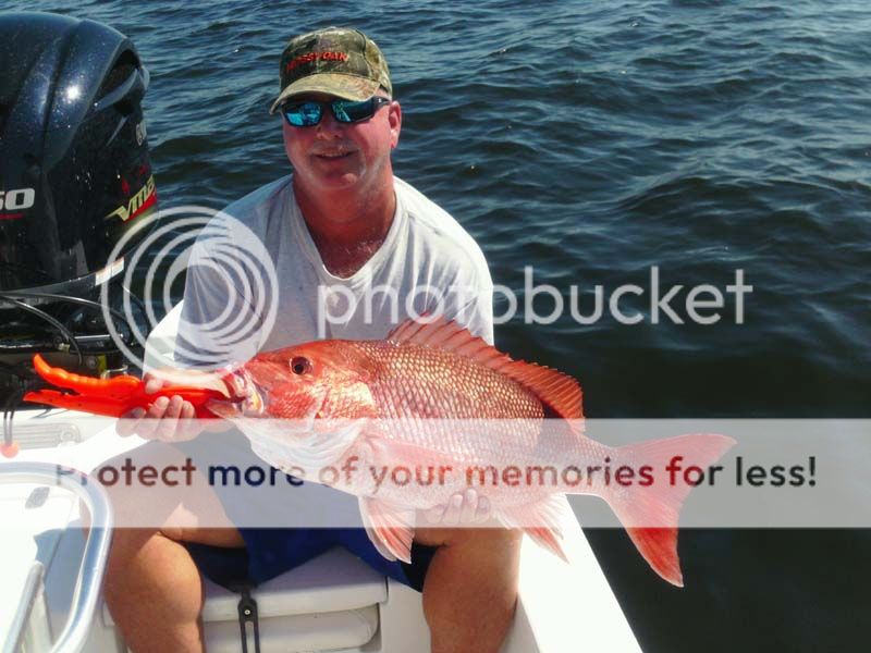 Bay Snapper and Grouper Alive and Well | Pensacola Fishing Forum