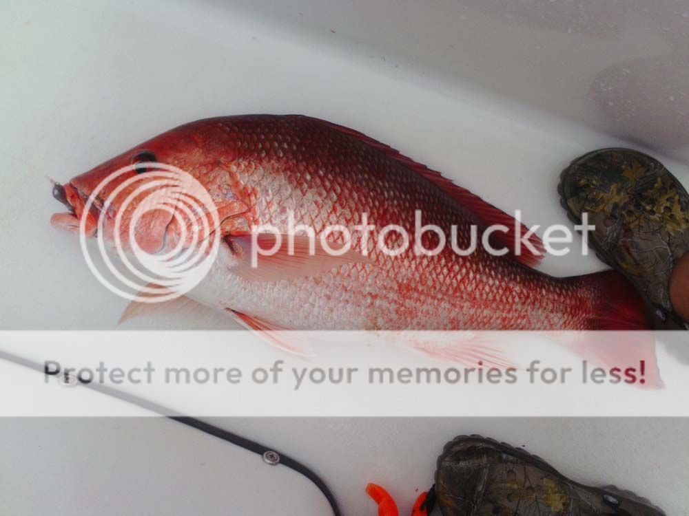 Bay Snapper and Grouper 12lbs + | Pensacola Fishing Forum