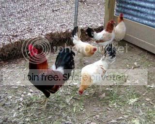 10+ Old English Standard Game fowl | BackYard Chickens - Learn How to ...