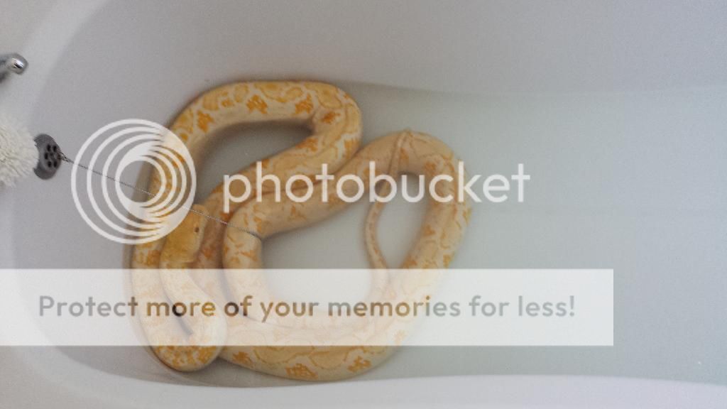 SE England - reticulated python white phase | Reptile Forums